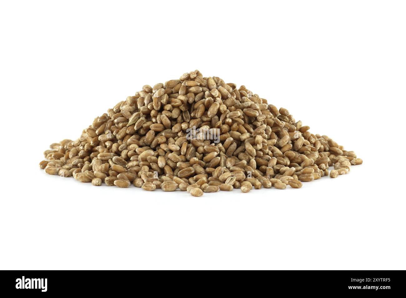 Closeup pile of wheat grains for natural food isolated on white ...