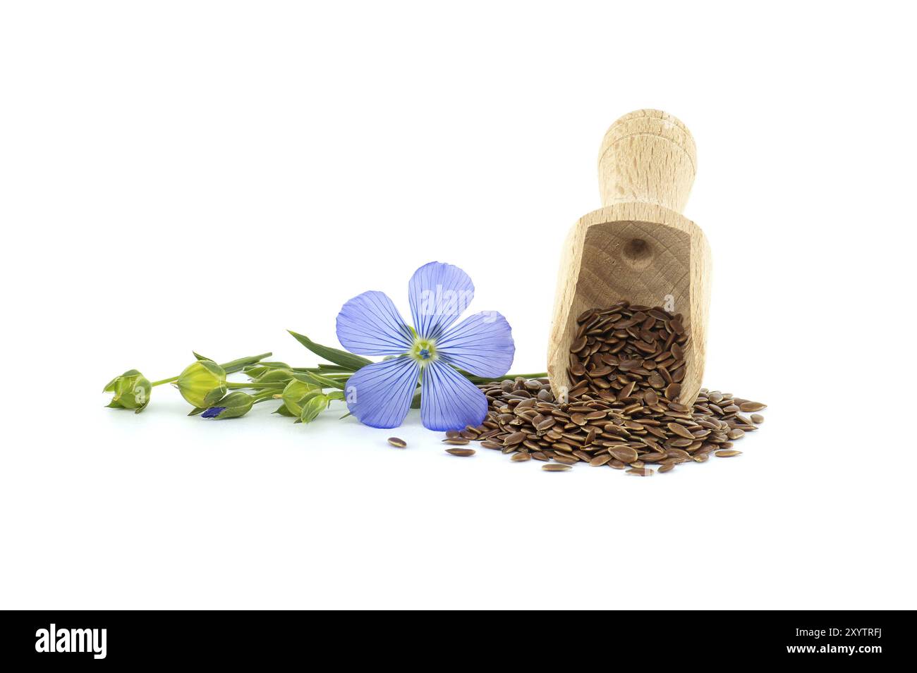 Wooden scoop filled with linseed seeds and a single blue flax flower ...