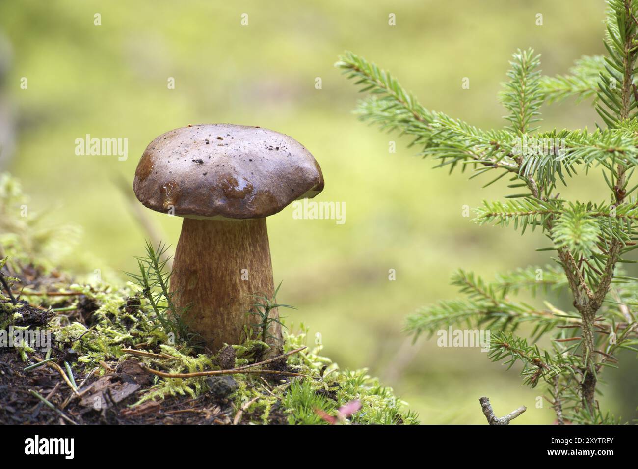 Close up of a Boletus pinophilus mushroom growing on top of moss in an ...