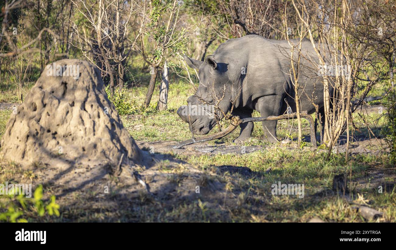 White rhinoceros (Ceratotherium simum) behind scrub, termite mound on ...