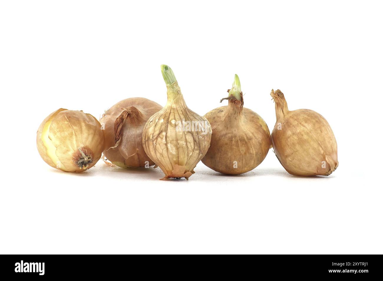 Onion seeds a few seedlings have leaf growth isolated on white ...