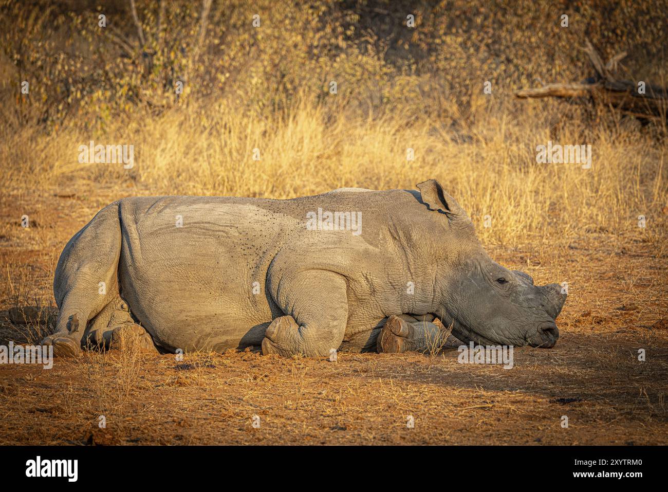 Horn sawn hi-res stock photography and images - Alamy