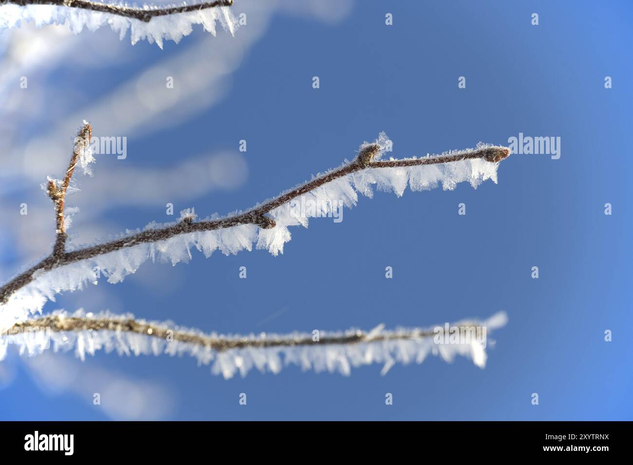 Numerous fine branches hi-res stock photography and images - Alamy