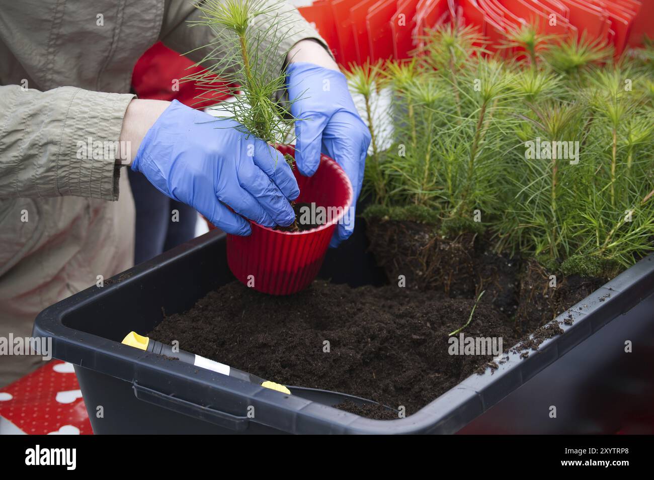 Filling with soil pot-grown pine tree seedlings, Earth Day save ...