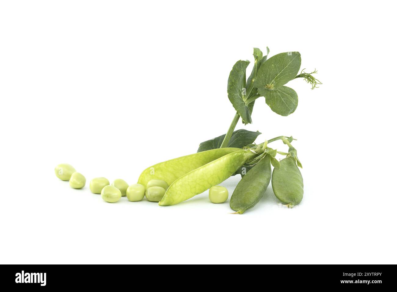 English garden no people Cut Out Stock Images & Pictures - Alamy