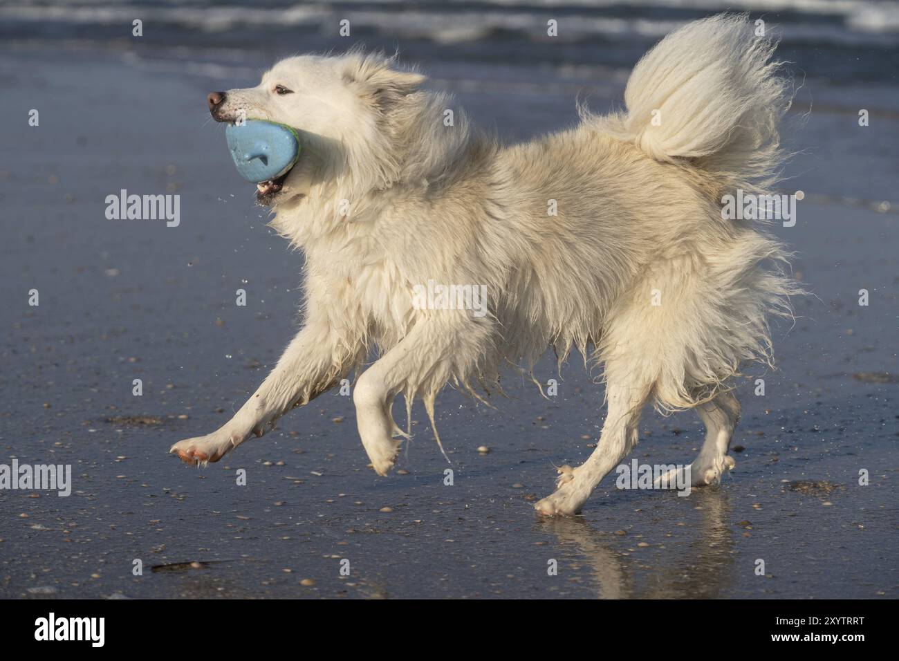 Icelandic dog, photographed on the beach of Lakolk on Romo Denmark ...