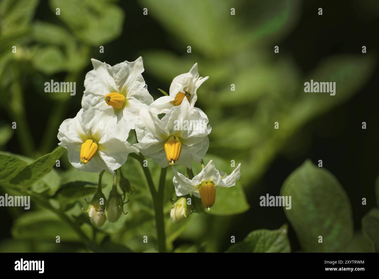Potatoes flowers blossom, flowering potato plant. Close up organic ...