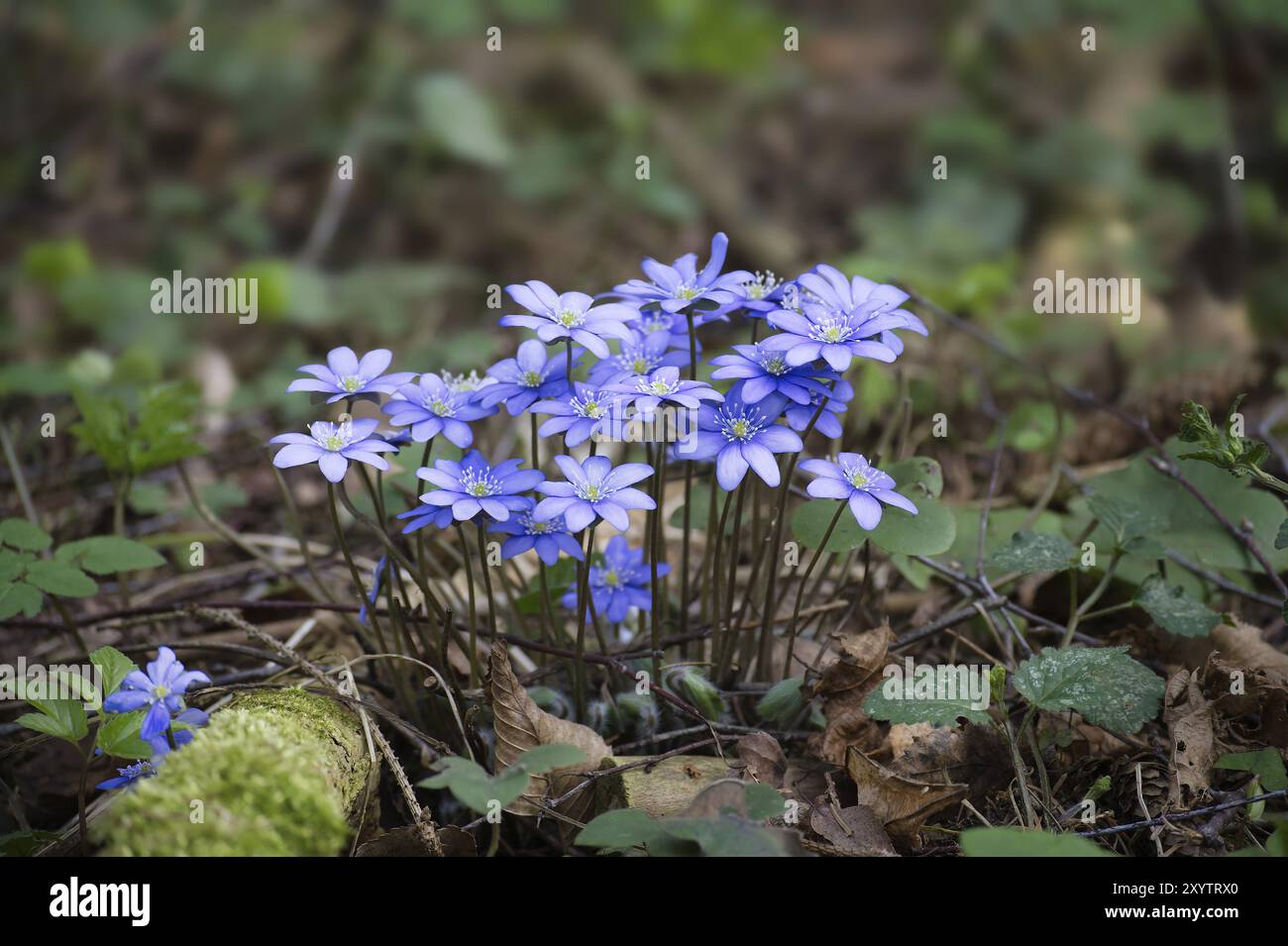 Cluster of Hepatica flowers, with their characteristic blue petals and ...