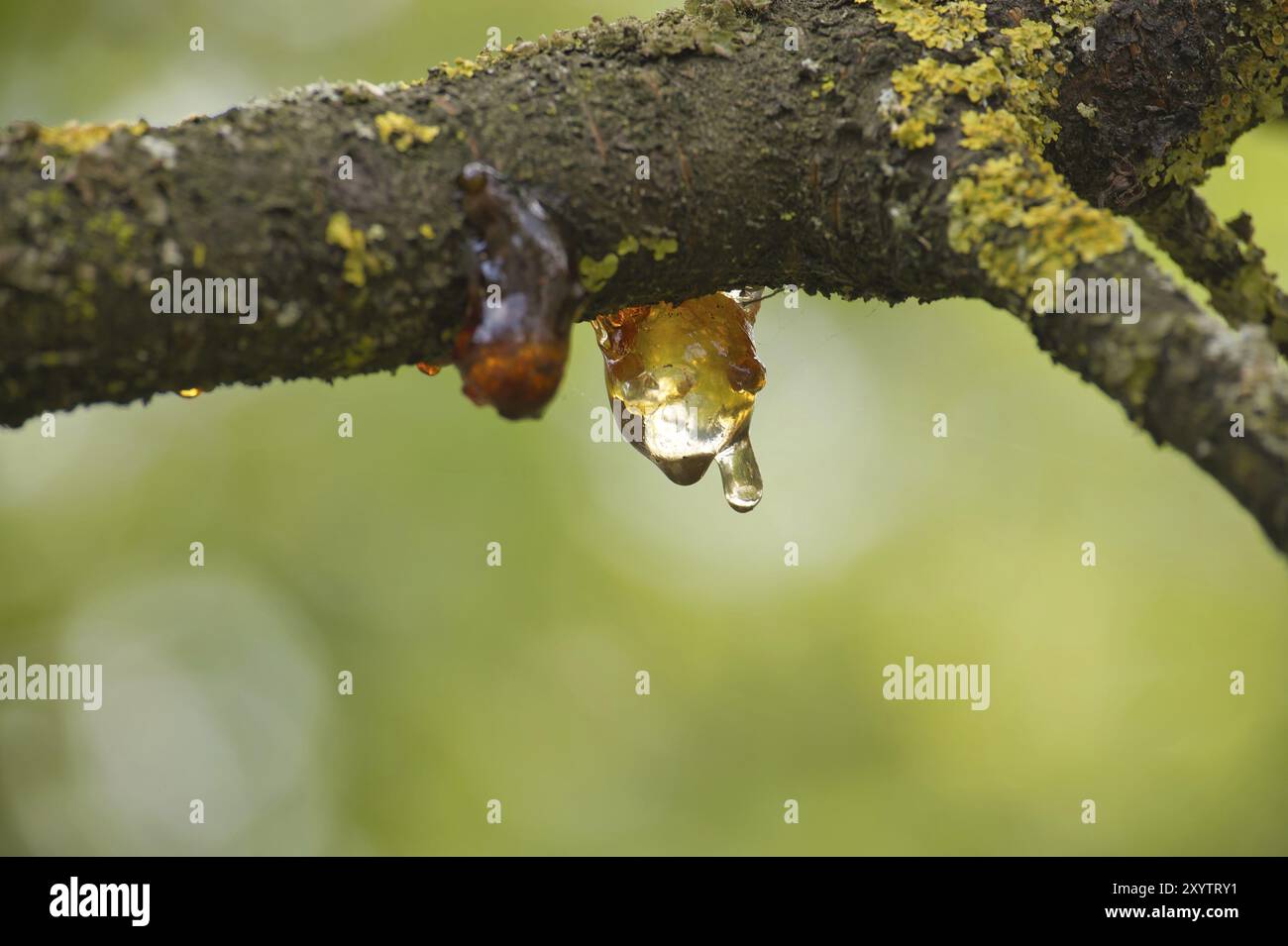 Sap oozing from cherry tree branch and glistening in the light, branch ...