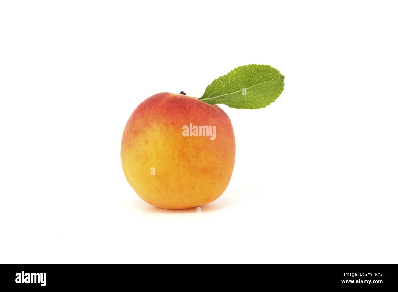 Fresh whole apricot fruit with leaf isolated on white background Stock ...