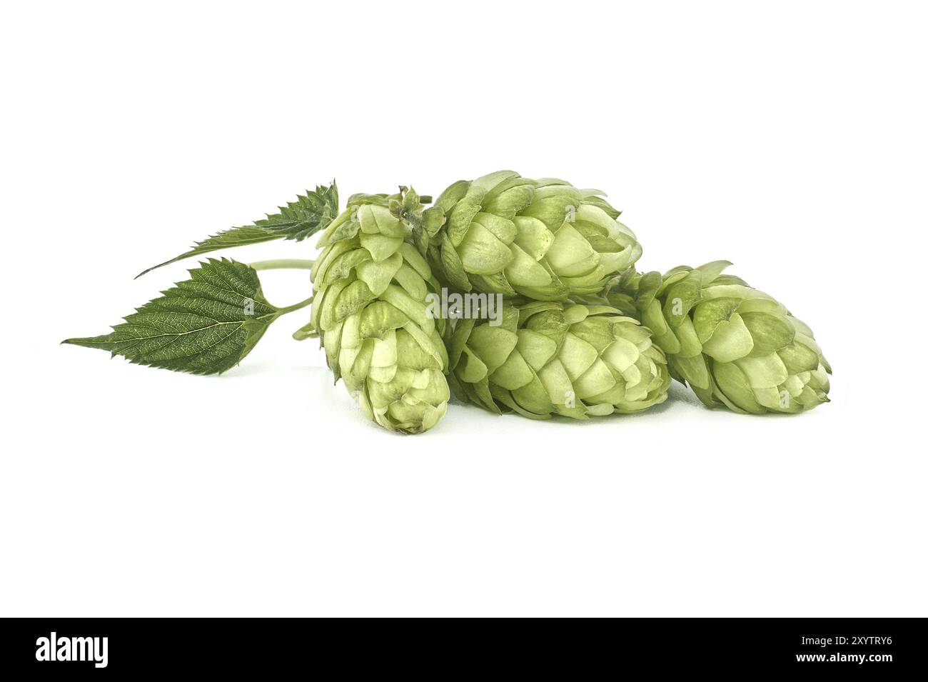 Fresh green hops cones in close up isolated on white background, full ...