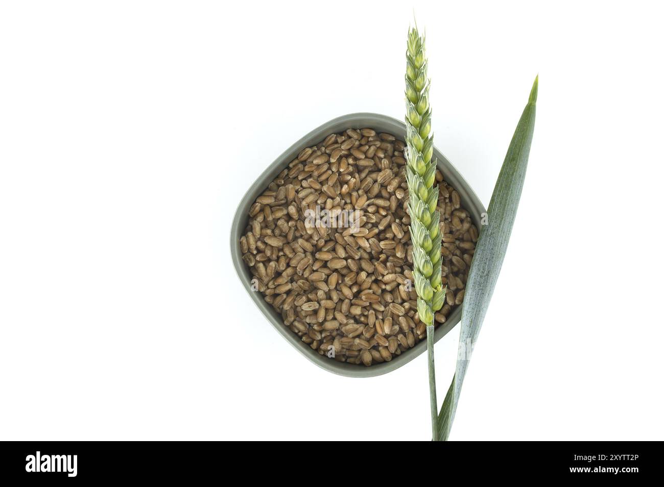 True spike Cut Out Stock Images & Pictures - Alamy