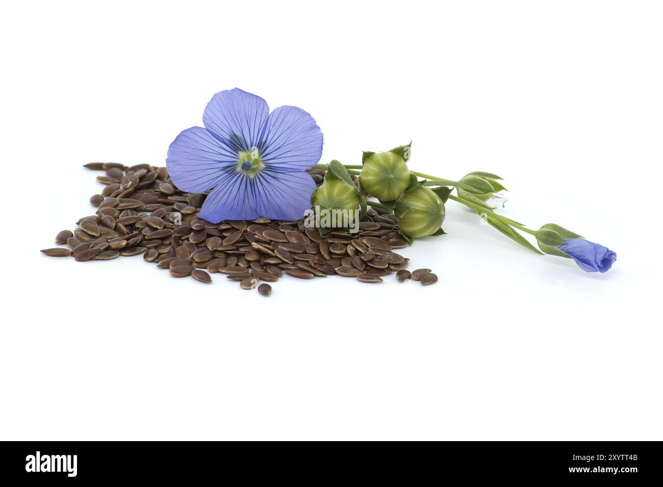 Flax flower and linseed seeds with flax fruit round capsules isolated on white background Stock ...