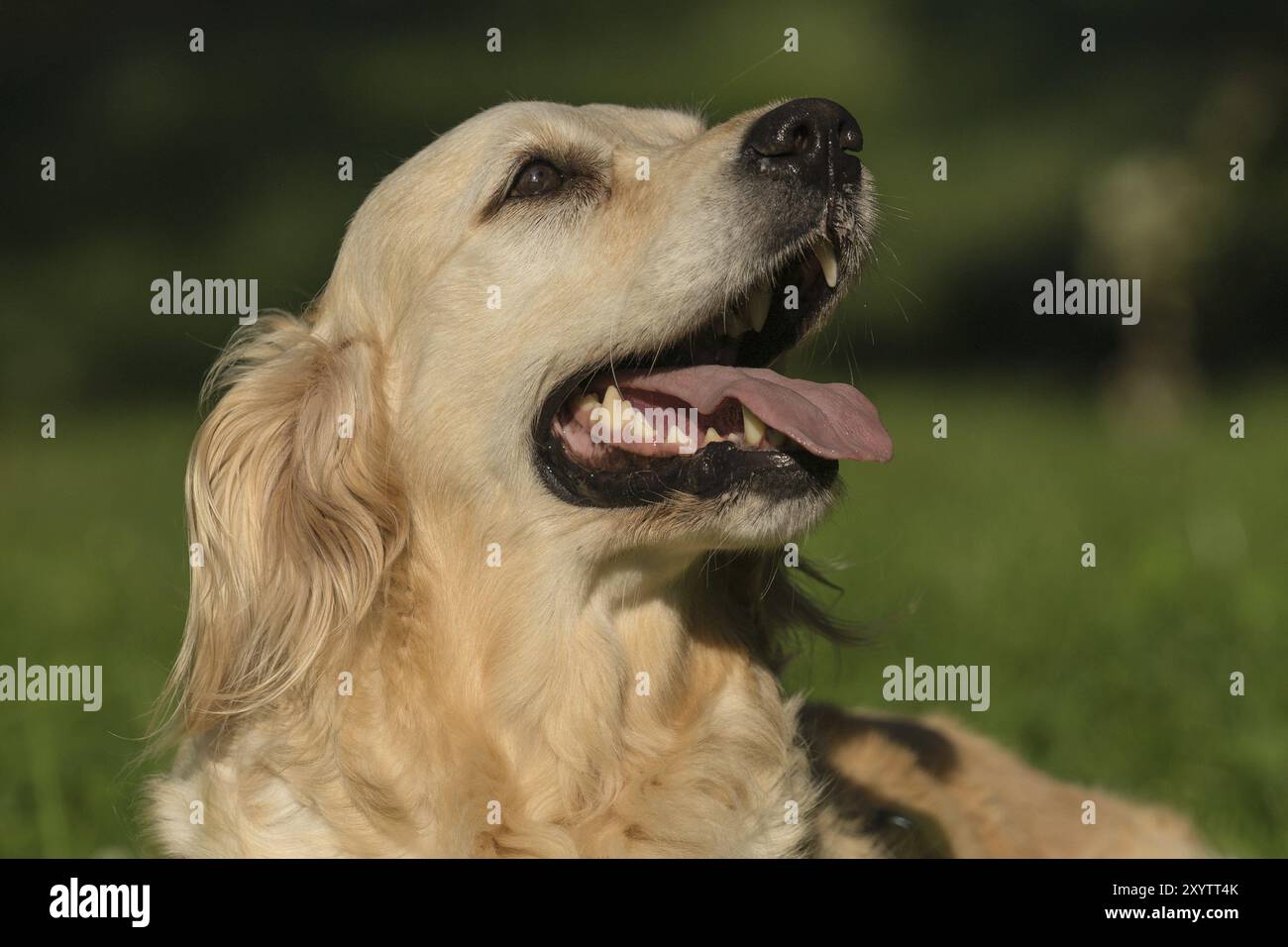 Golden Retriever (Portrait of a female dog Stock Photo - Alamy
