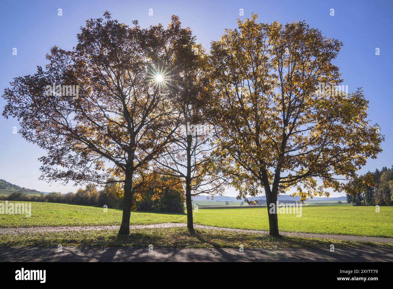 Back light by coloured foliage hi-res stock photography and images - Alamy