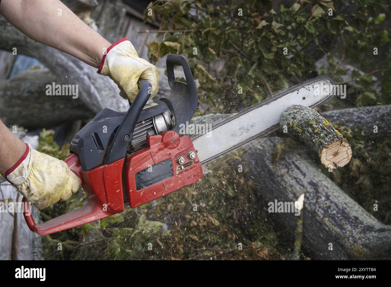 In an outdoor environment the person uses a chainsaw to cut through ...