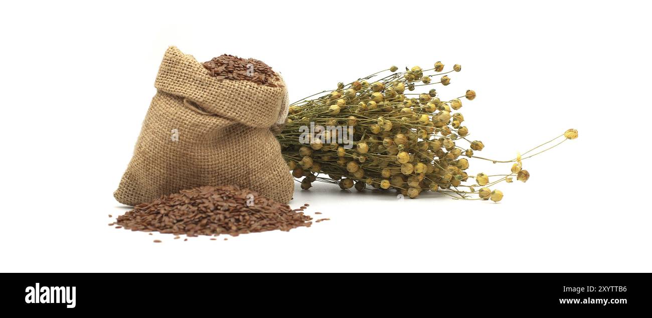 Flax seed, also known as Linseed, Flaxseed and Common Flax in a burlap bag and bunch of dry flax ...