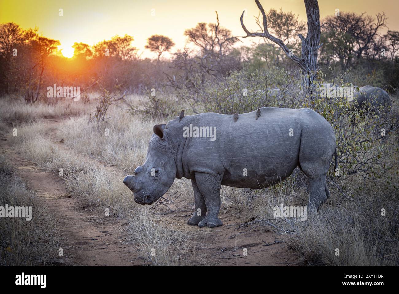 Standing white rhinoceros (Ceratotherium simum) with sawed-off horn and ...
