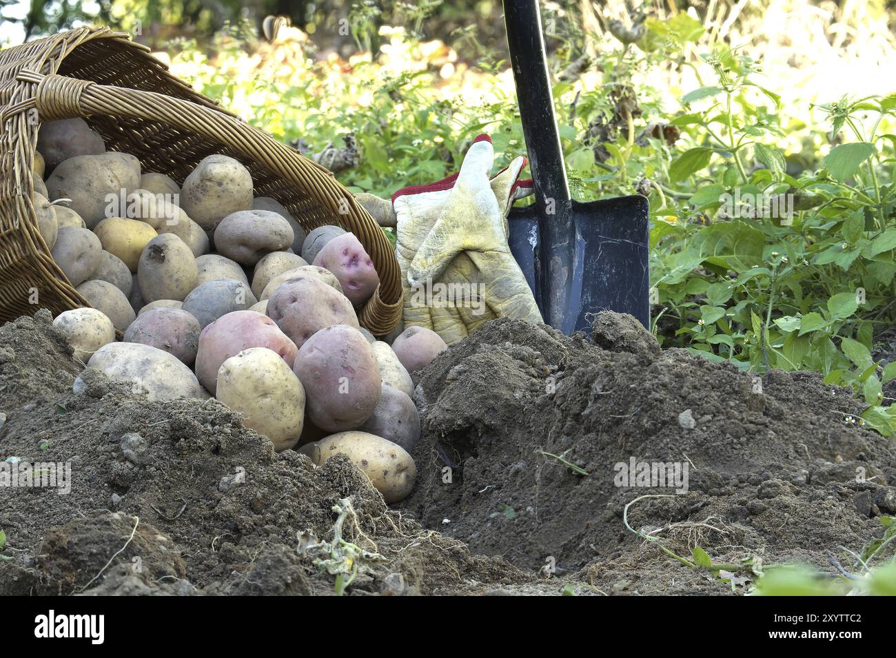Freshly dug multi-colored potatoes spill out of a wicker basket next to ...