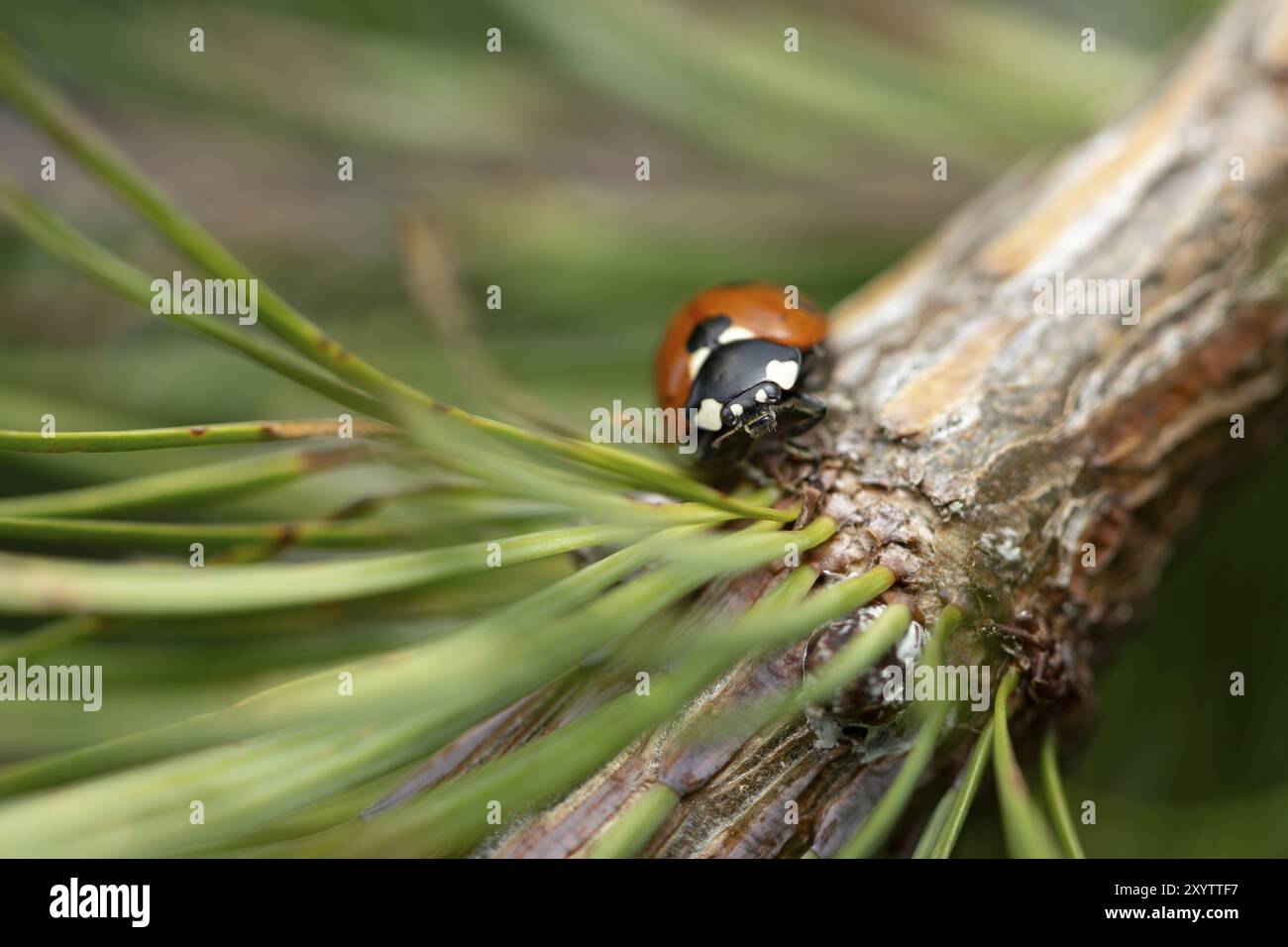 A ladybird on a conifer tree hi-res stock photography and images - Alamy