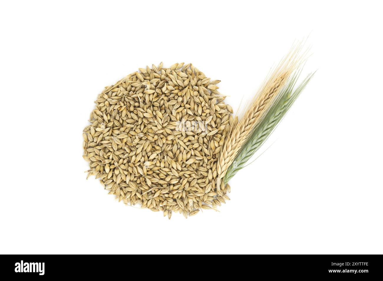 Barley seeds with the outer husk and barley ears isolated on white ...