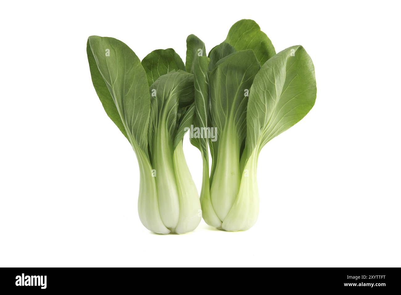 Bok choy, also known as pak choi or pok choi type of Chinese cabbage ...