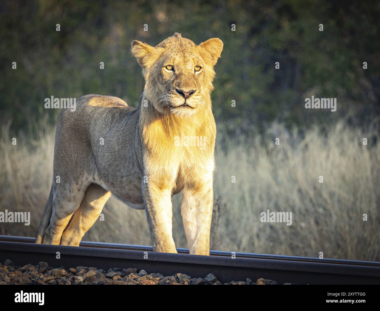 Male lion tracks hi-res stock photography and images - Alamy