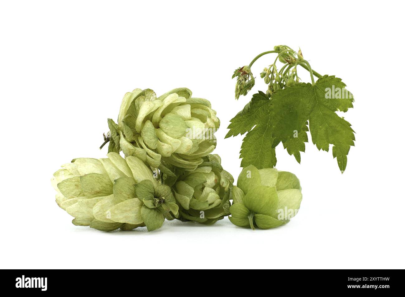 Hop cones and hop flowers on fresh green branch with leaf isolated on a ...