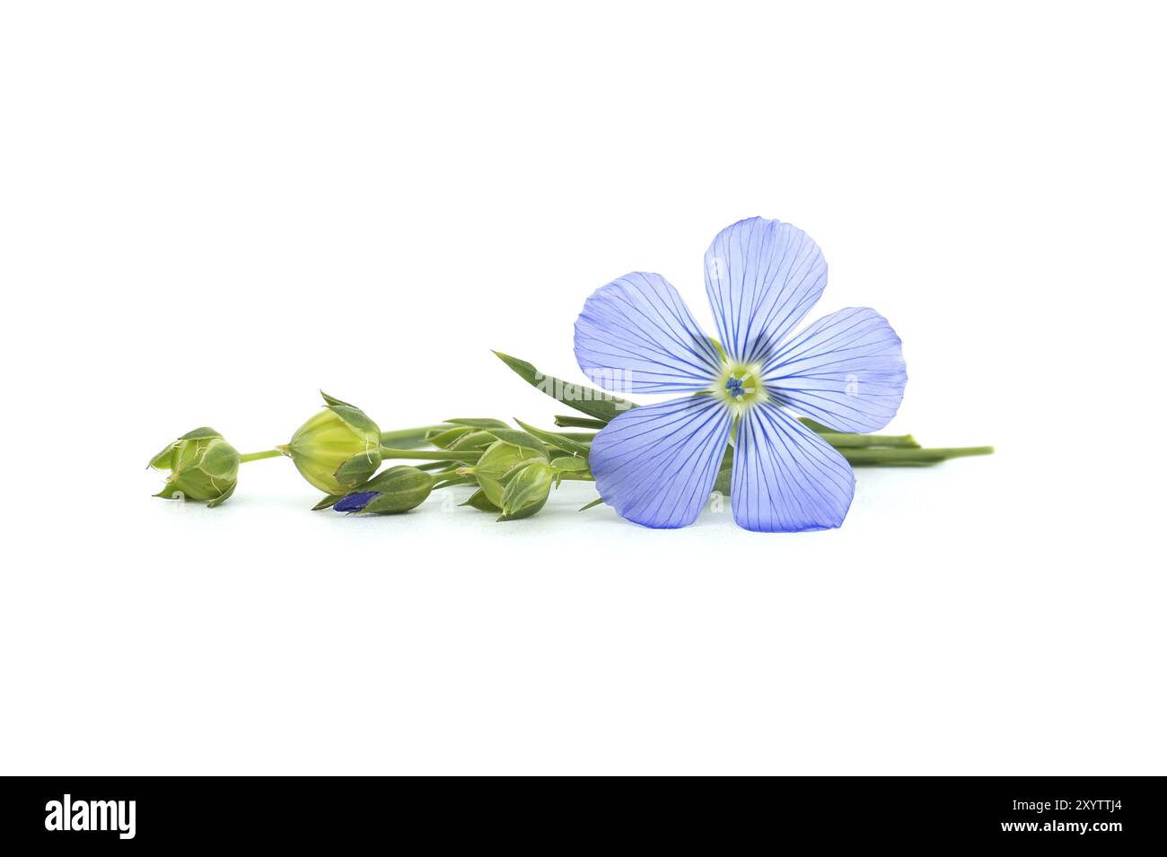Vibrant blue common flax flower isolated on white background Stock ...