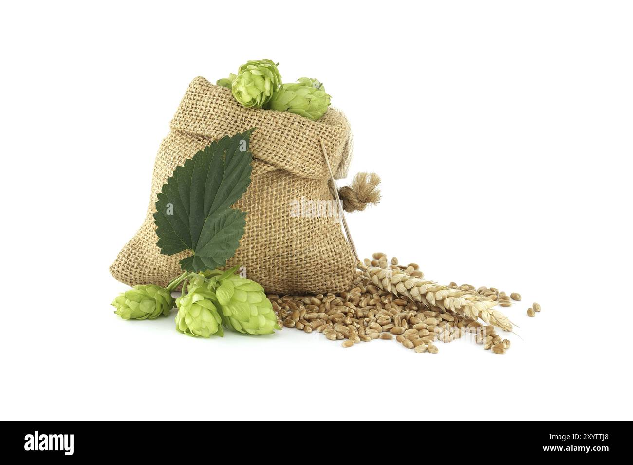 Bag full of hops and wheat isolated on white background, important ...