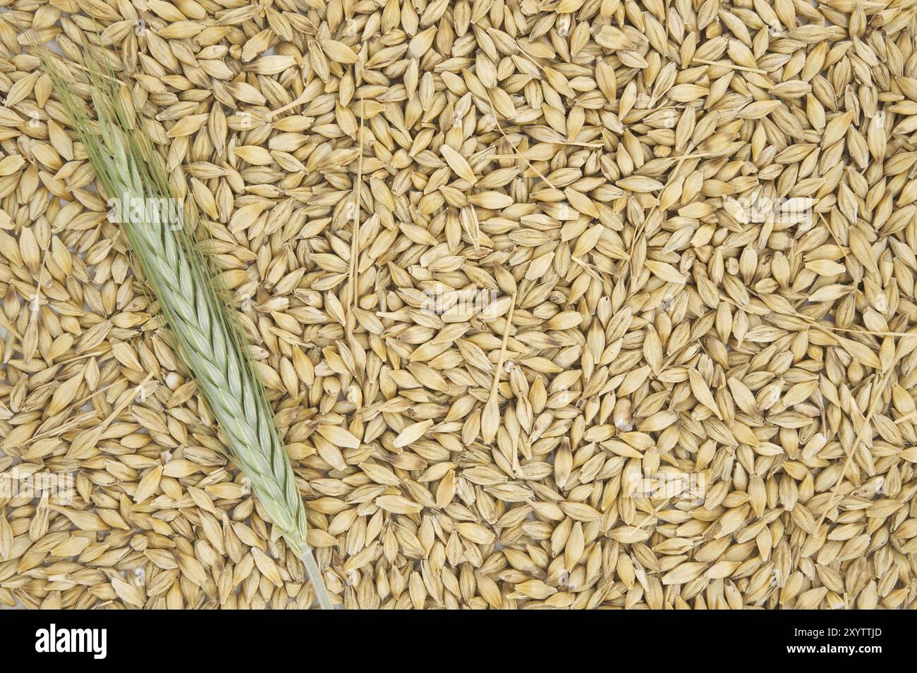 Barley seeds with the outer husk and barley ears, background and ...