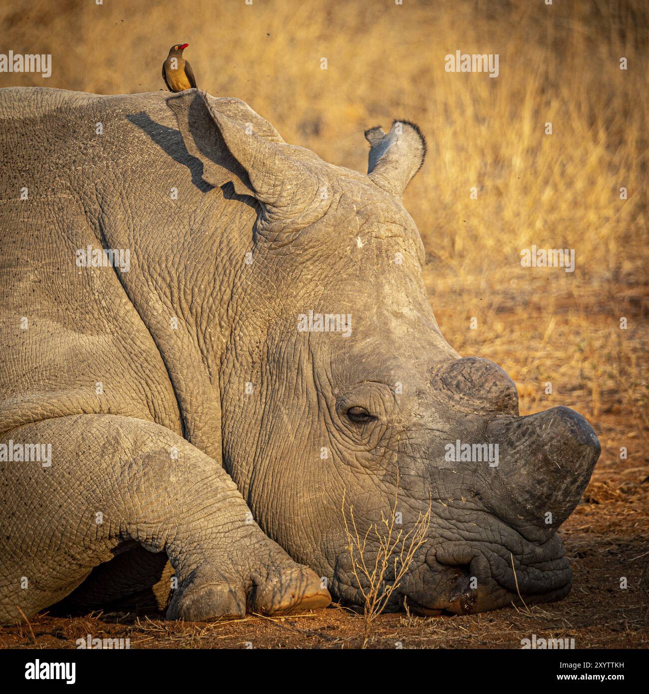Sawed horn hi-res stock photography and images - Alamy