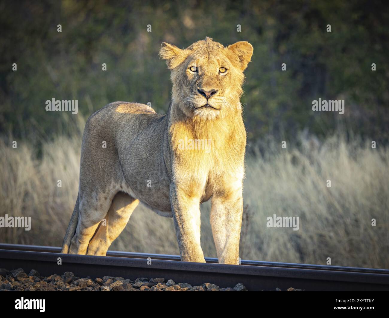 Male lion tracks hi-res stock photography and images - Alamy