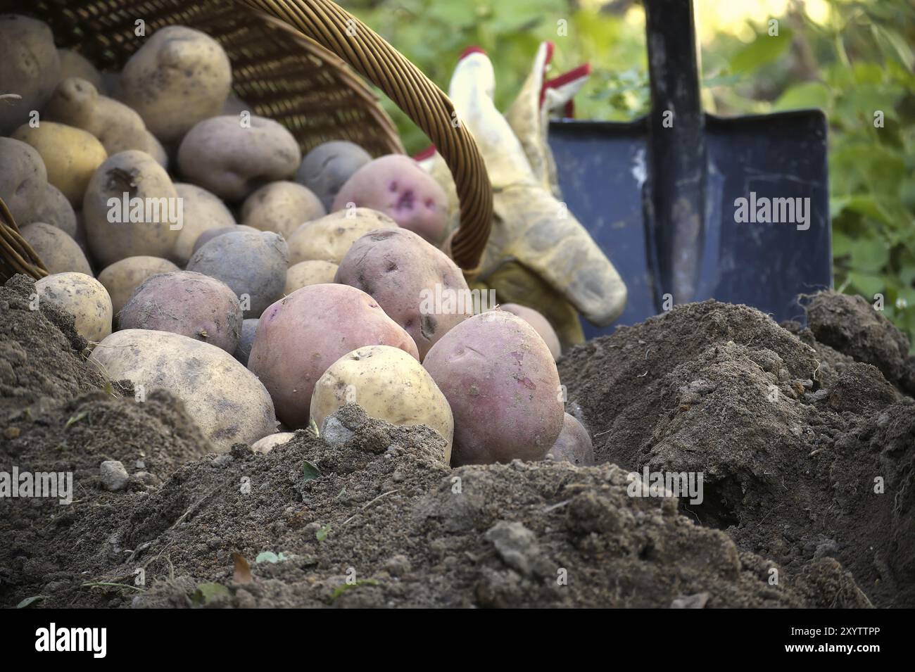 Freshly dug multi-colored potatoes spill out of a wicker basket next to ...