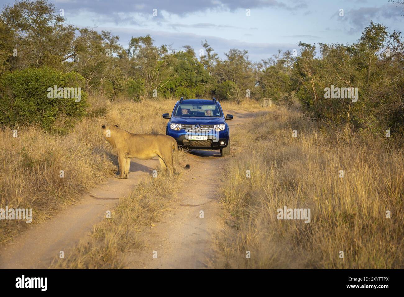 Female lion (Panthera leo) standing on a sandy track in front of a car ...