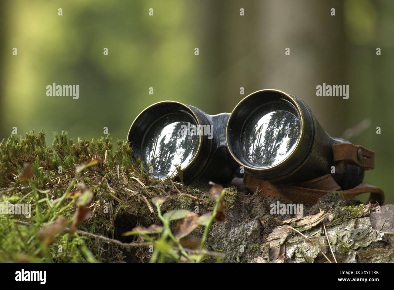 Retro binoculars resting on a tree log, lenses reflecting the ...