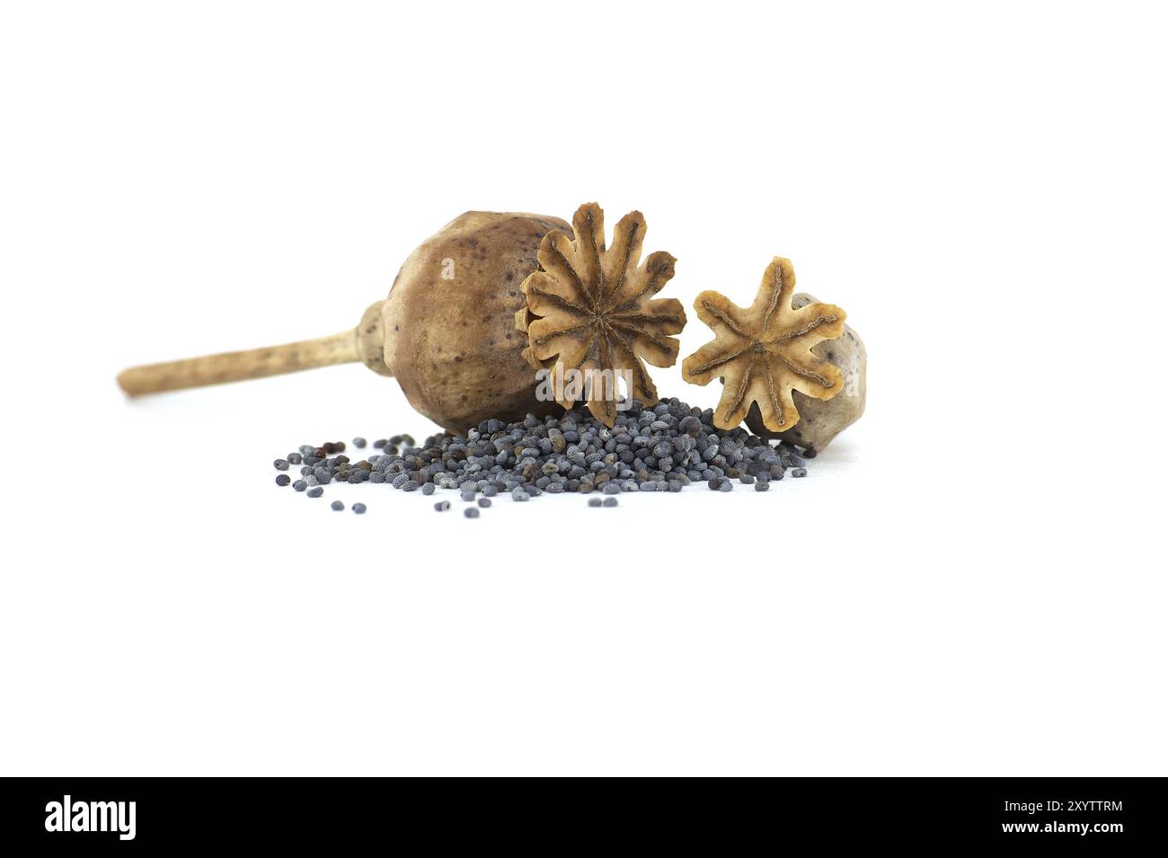 Dried poppy pods and poppy seeds isolated on white background, full ...