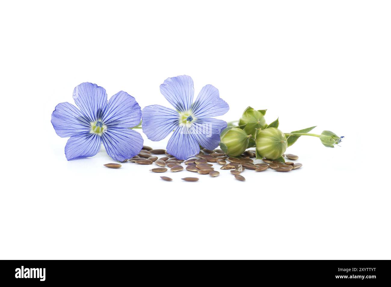 Vibrant blue common flax flower and seeds in close up isolated on white ...