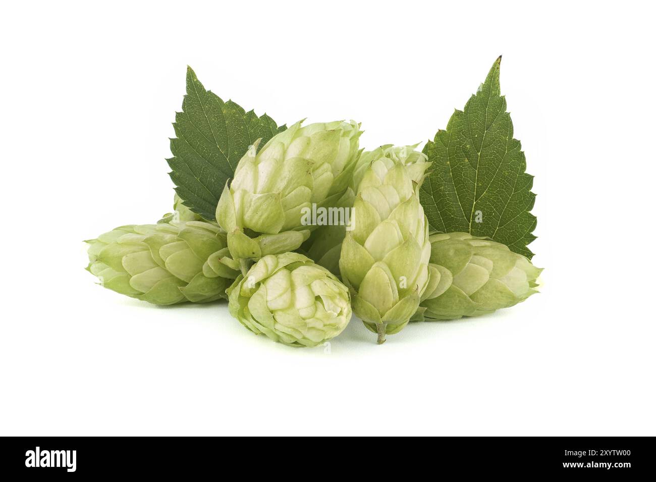 Fresh green hops cones in close up isolated on white background, full ...