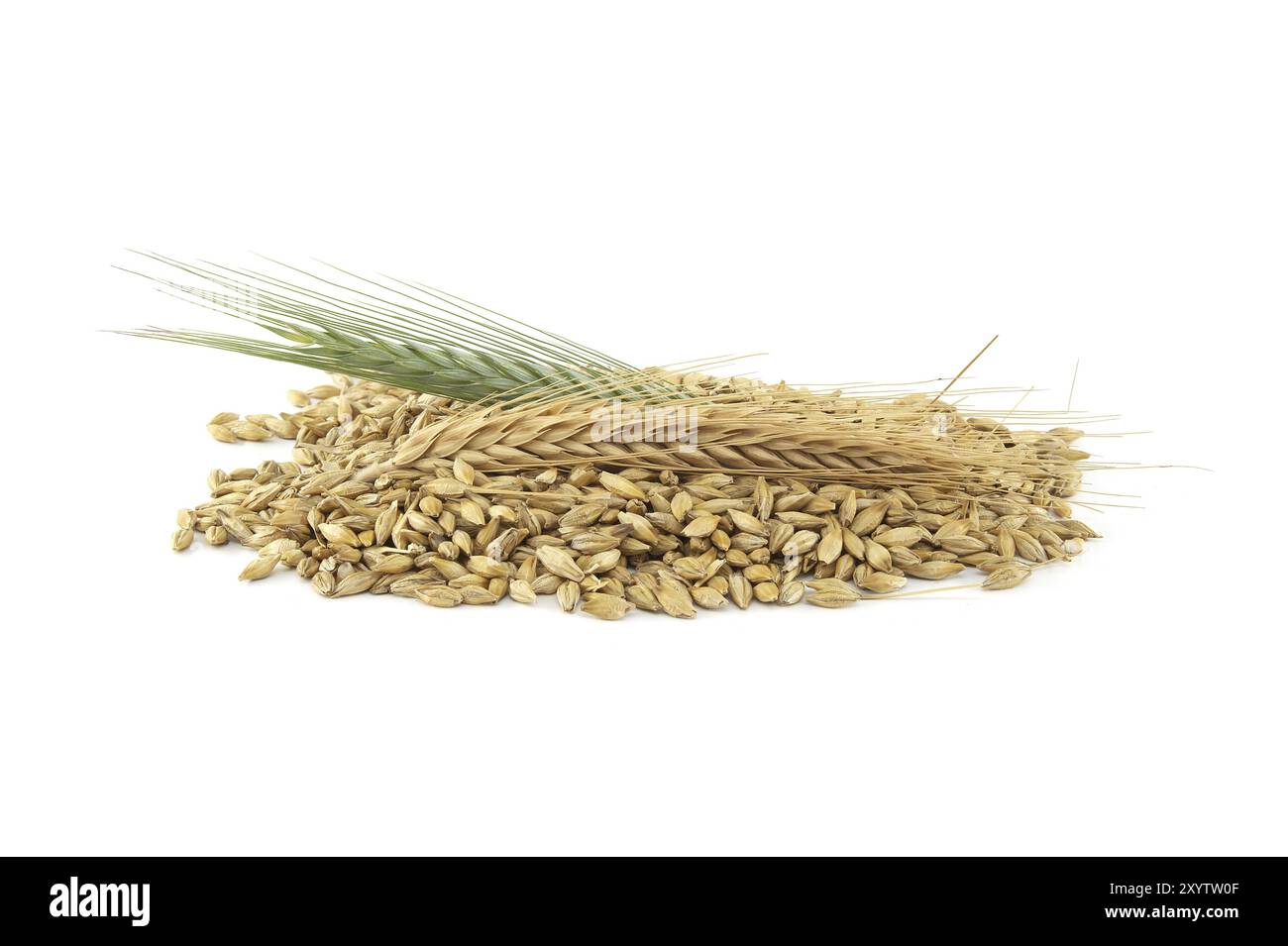 Barley seeds with the outer husk and barley ears isolated on white ...