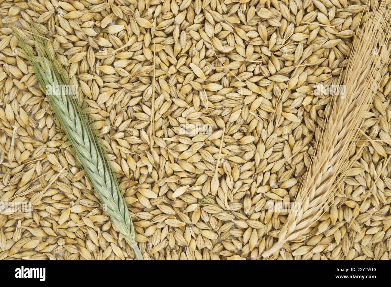 Barley seeds with the outer husk and barley ears, background and ...