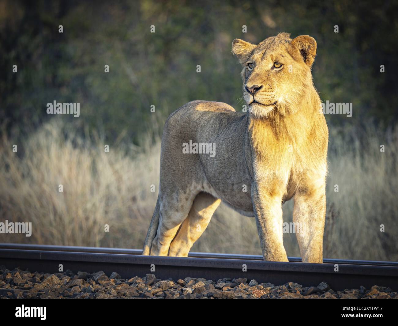 Male lion tracks hi-res stock photography and images - Alamy
