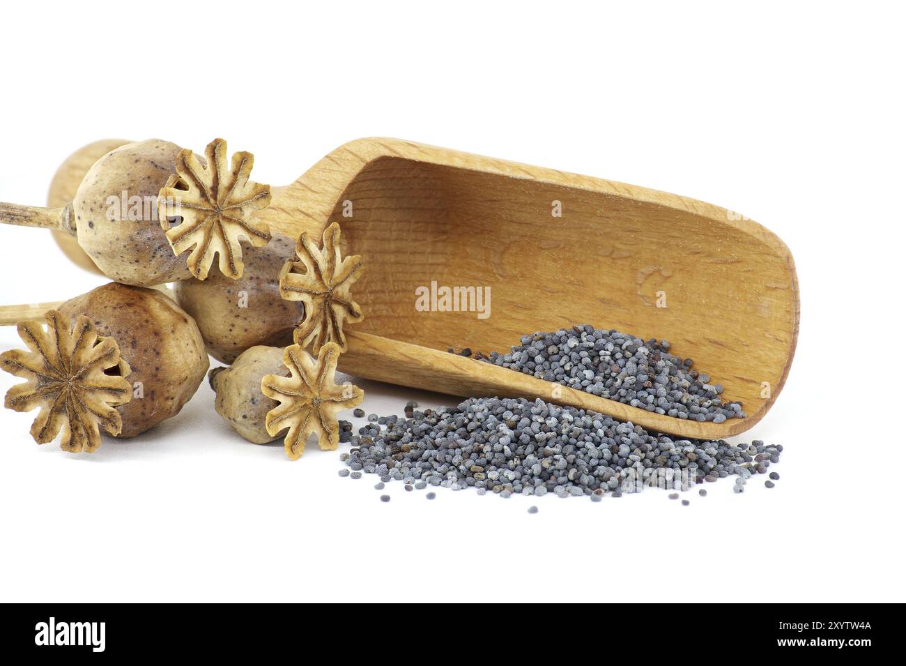 Poppy seed pods and seeds in wooden scoop on white isolated on white ...