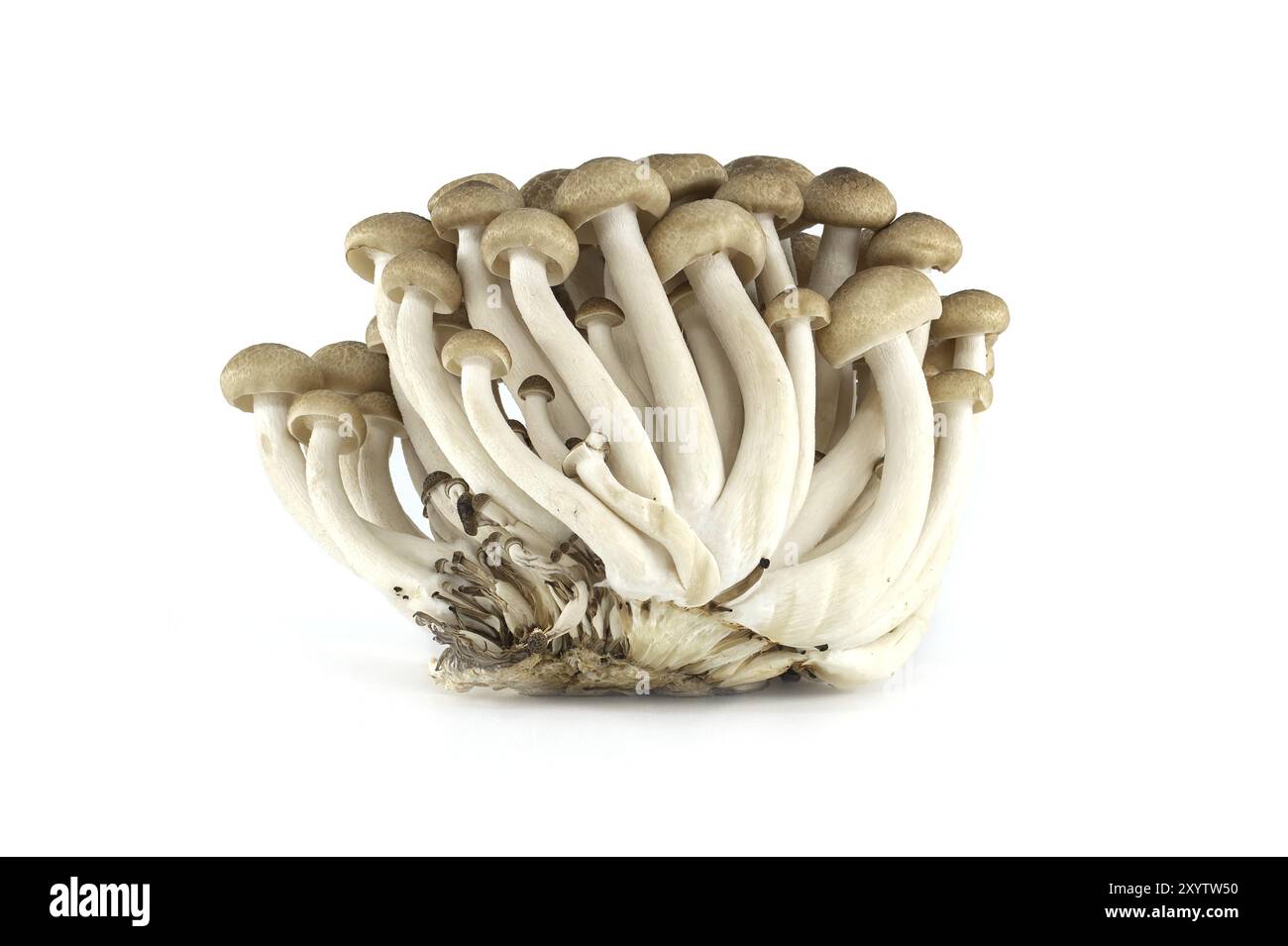 Species grows Cut Out Stock Images & Pictures - Alamy