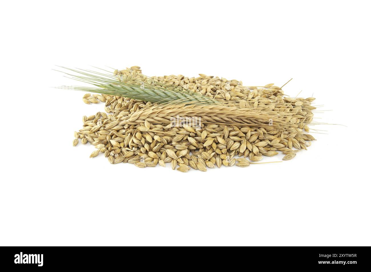 Barley seeds with the outer husk and barley ears isolated on white ...