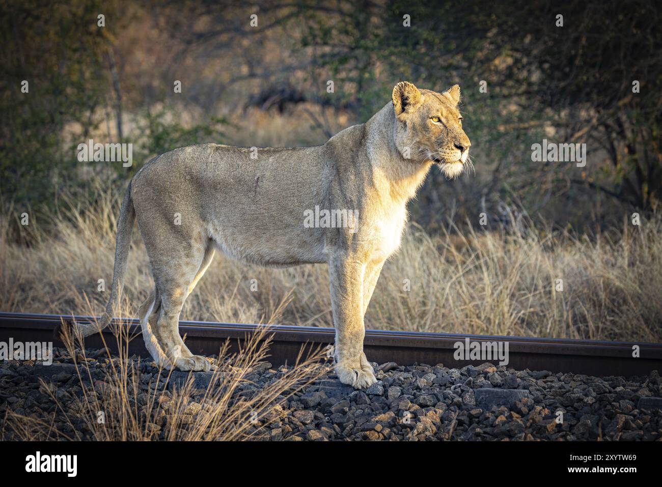 Female lioness (Panthera leo) standing on railway track, Balule Plains ...