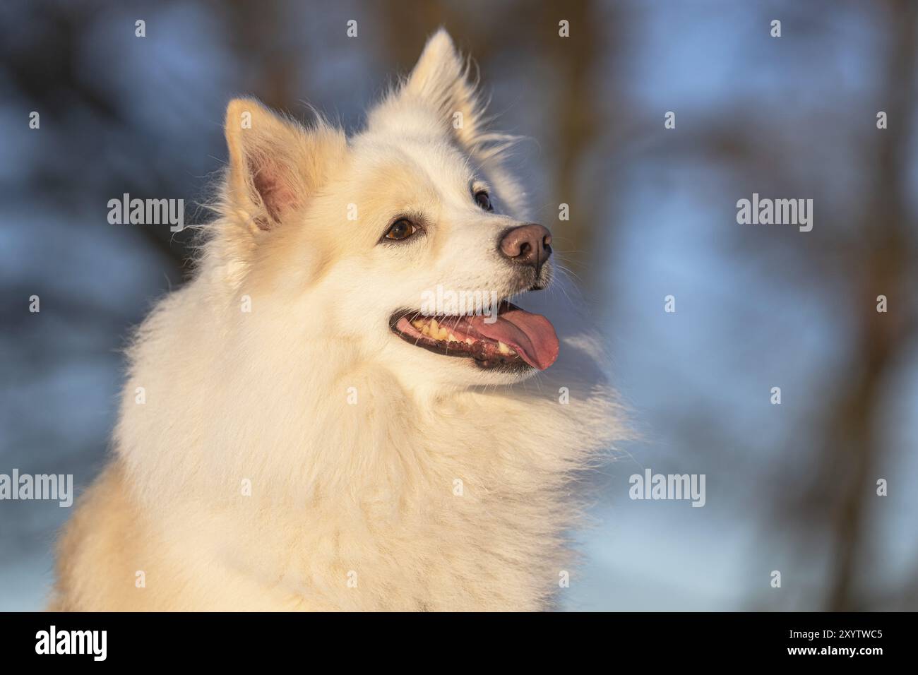 Portrait of an Icelandic dog Stock Photo - Alamy