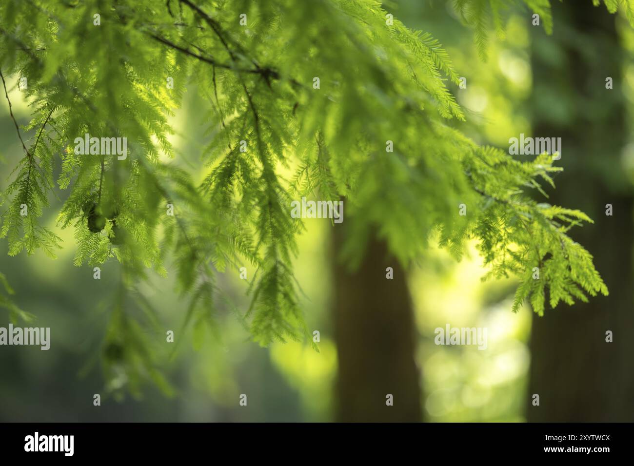 Bald cypress (Taxodium distichum), swamp disc, backlit, hanging ...