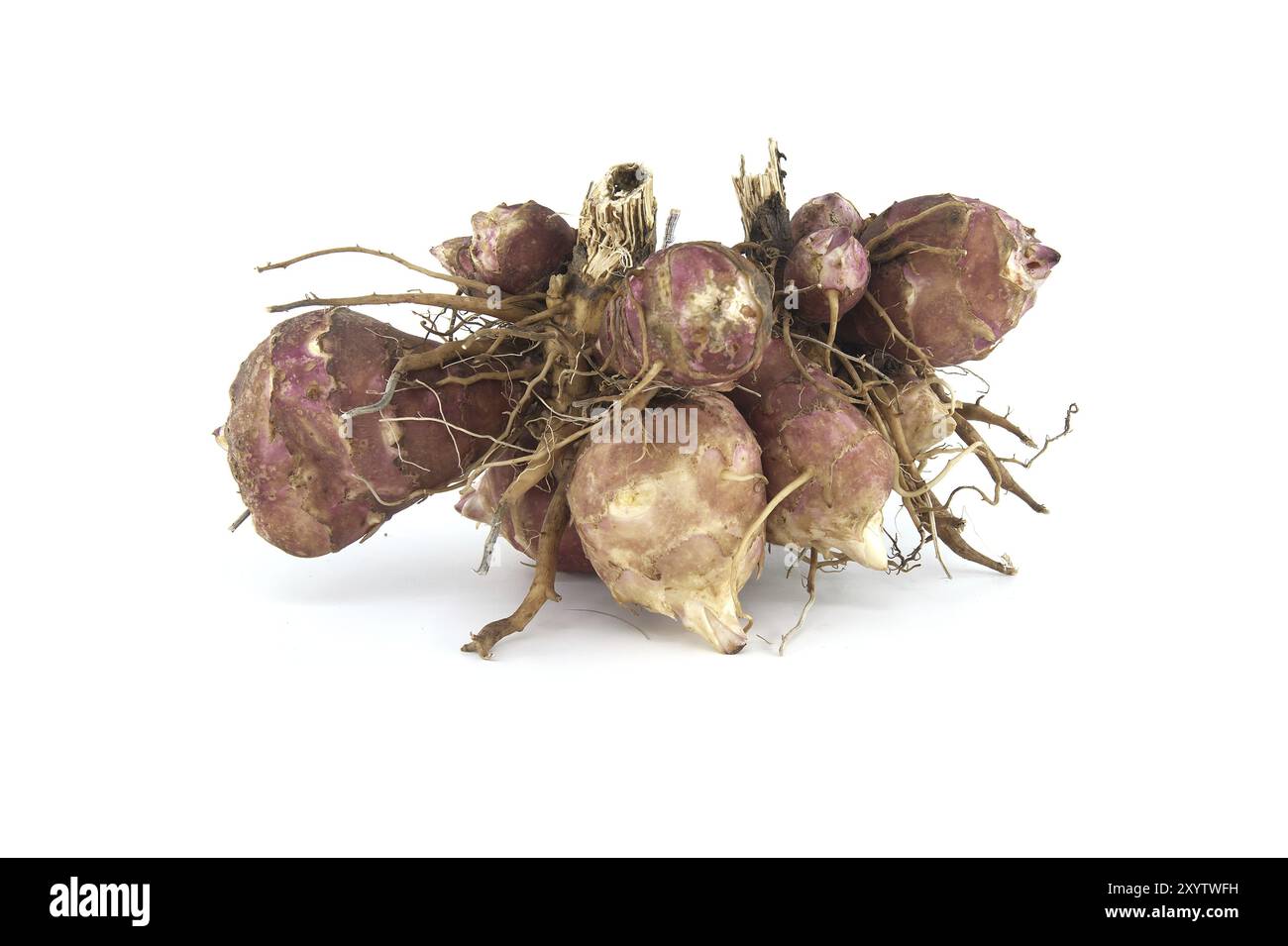 Jerusalem artichokes (Helianthus tuberosus) tubers with roots isolated ...