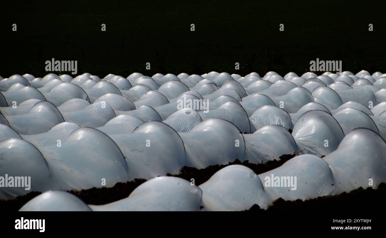 Melon field at night Stock Photo - Alamy